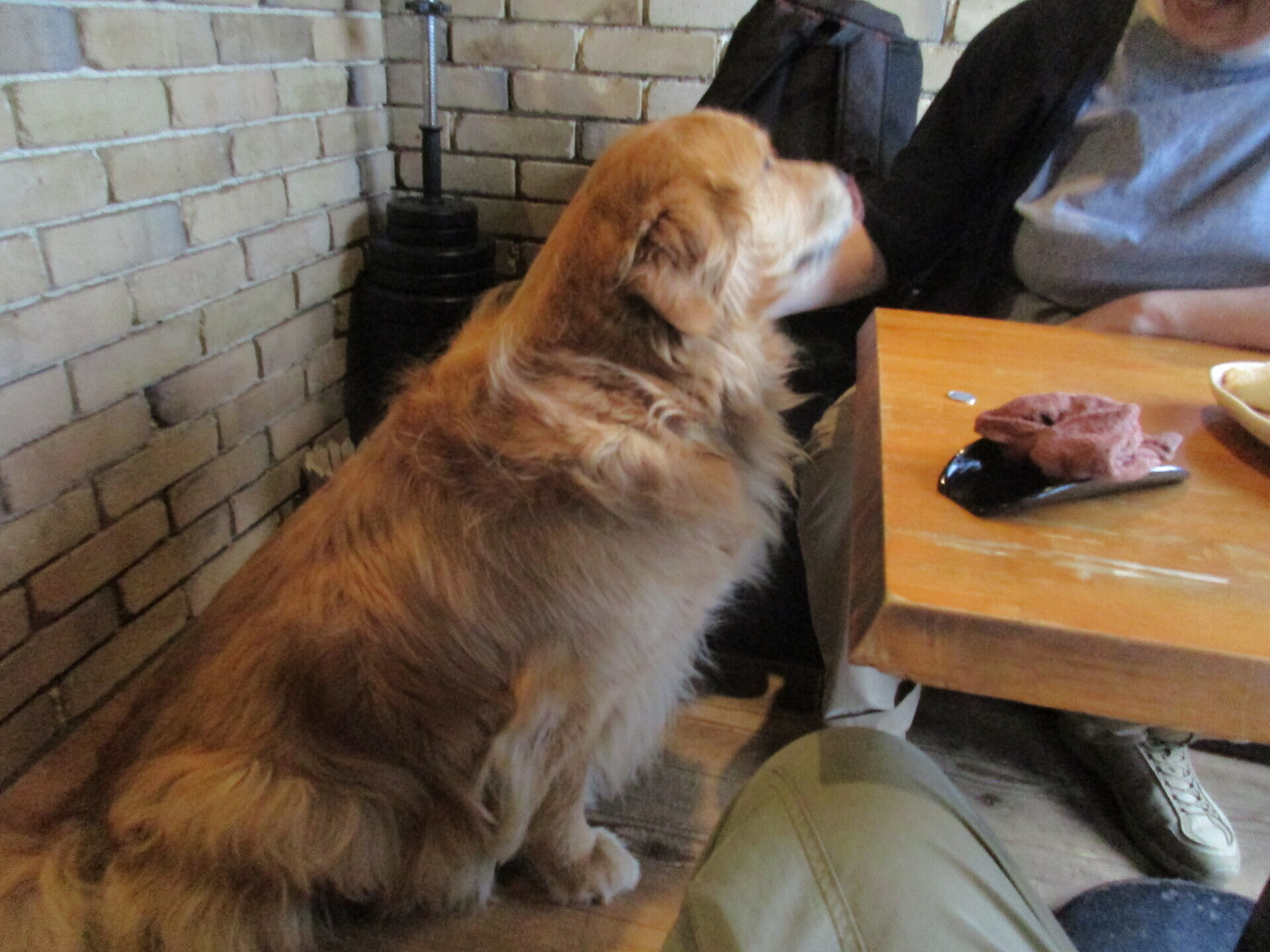 どなあと言う店の看板犬こはる君: さんかく熊